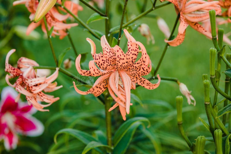A Double Tiger Lily Blooming in the Orange Garden Stock Image - Image ...