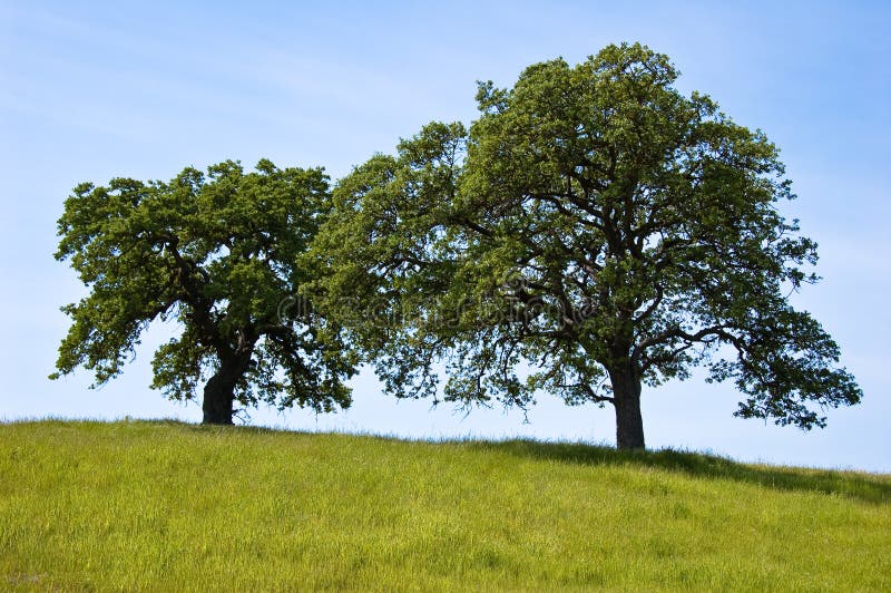 Double tree stock photo. Image of landscape, sunny, friendship - 17082694