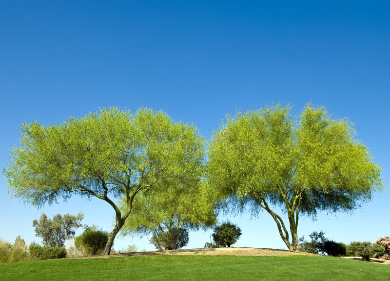 Double Tree stock image. Image of green, wood, tree, twin - 9491533