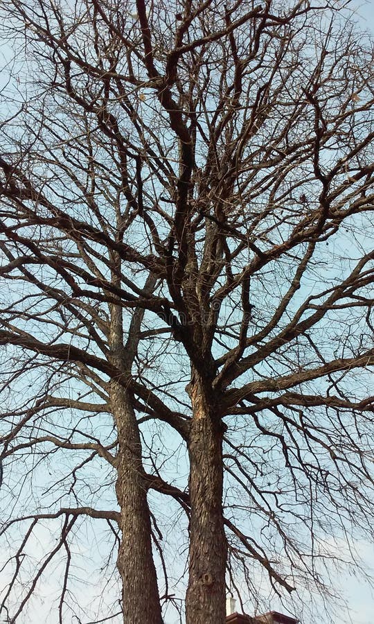 Double tree stock photo. Image of hikinglife, lightbluesky - 90507982