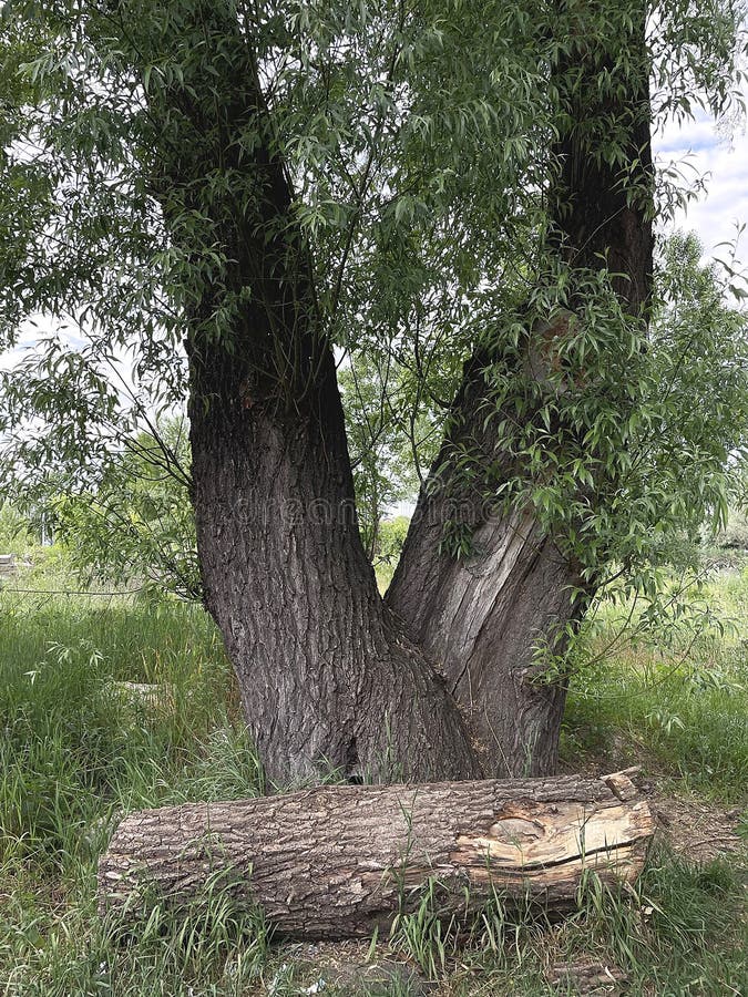 A Double Tree with One Root Stands in the Park Stock Image - Image of ...