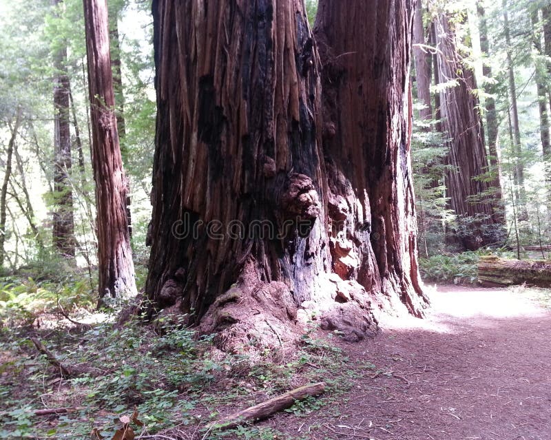 Root System Redwood Stock Photos - Free & Royalty-Free Stock Photos ...
