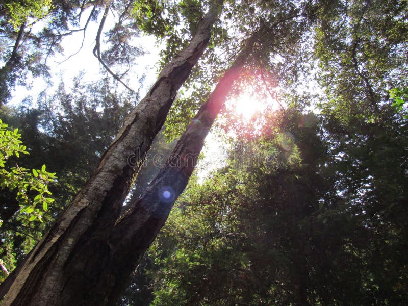 A Tree that Splits stock image. Image of bottom, sunny - 194412371
