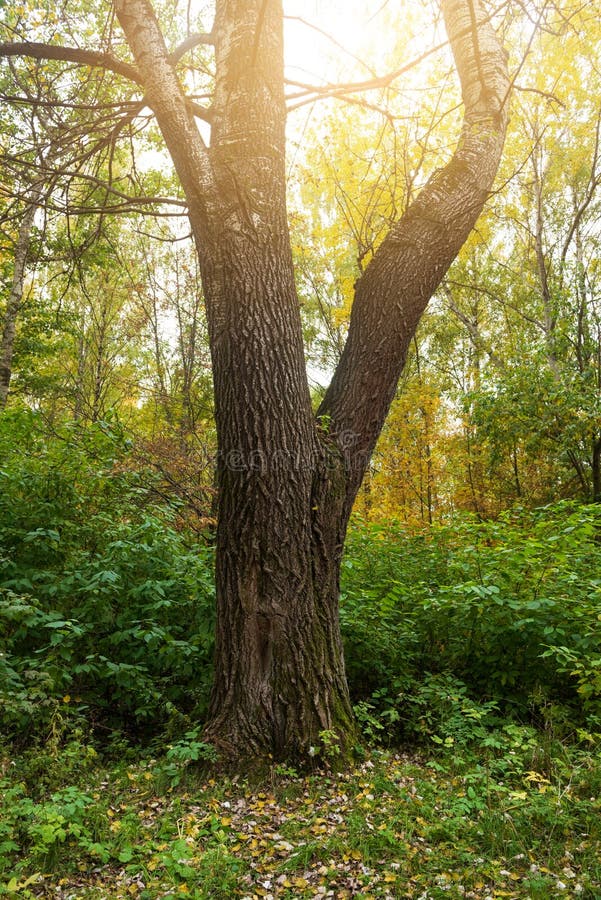 Double tree trunk stock image. Image of large, green - 235249683