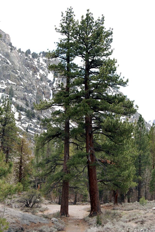 Double trees stock image. Image of mountain, forrest, lake - 6104465