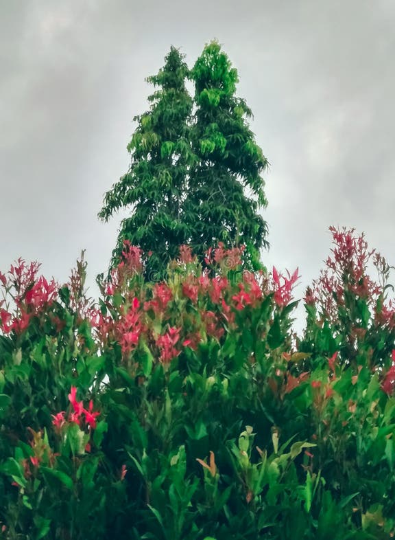 Double trees stock image. Image of trees, double, leaf - 126963603