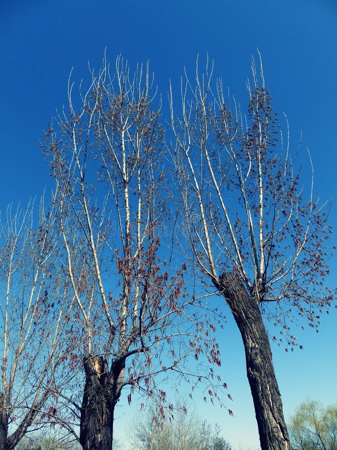 Double trees stock photo. Image of blue, nice, spring - 69550052