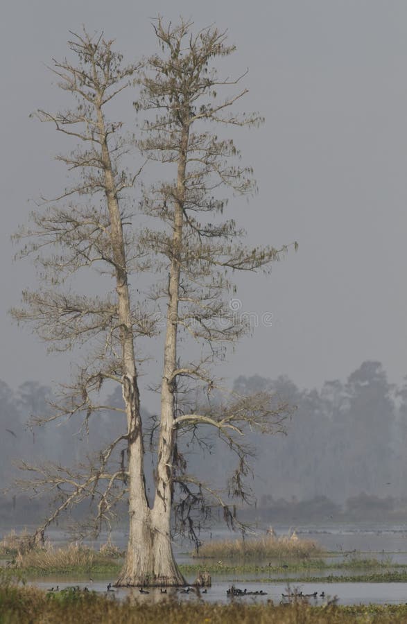 Double Trunk Cypress Tree stock image. Image of morning - 23123729