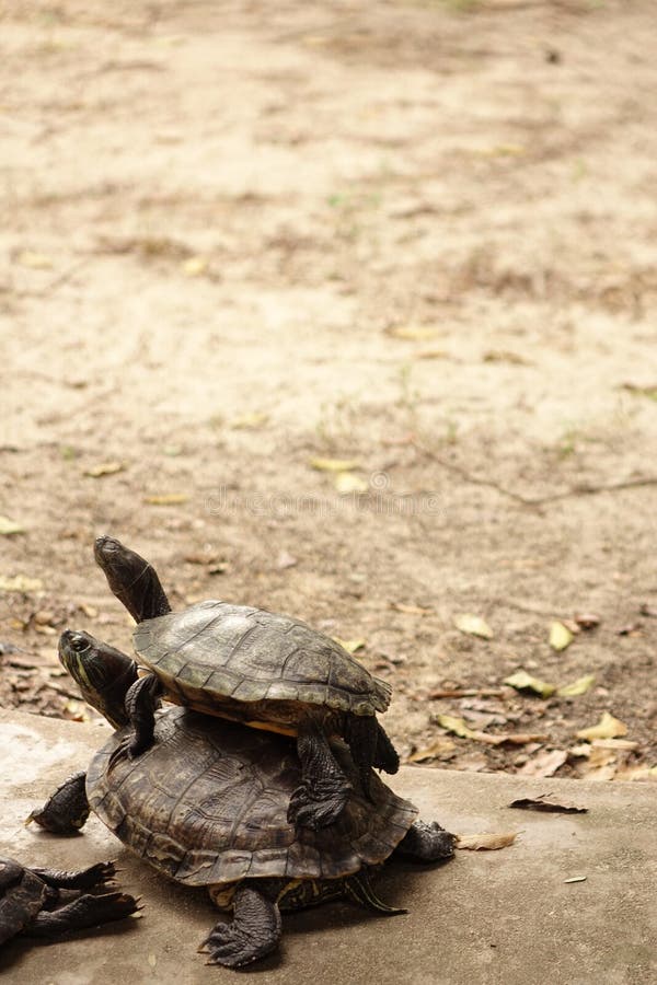 Double turtles stock photo. Image of double, zoology - 82105300