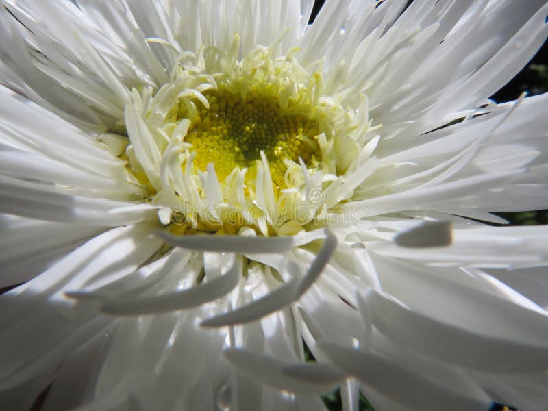 888 Double Daisy Stock Photos - Free & Royalty-Free Stock Photos from ...