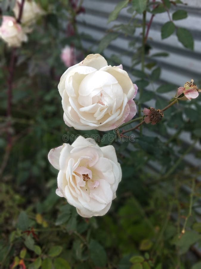 Double White Roses stock image. Image of beautiful, white - 169551379