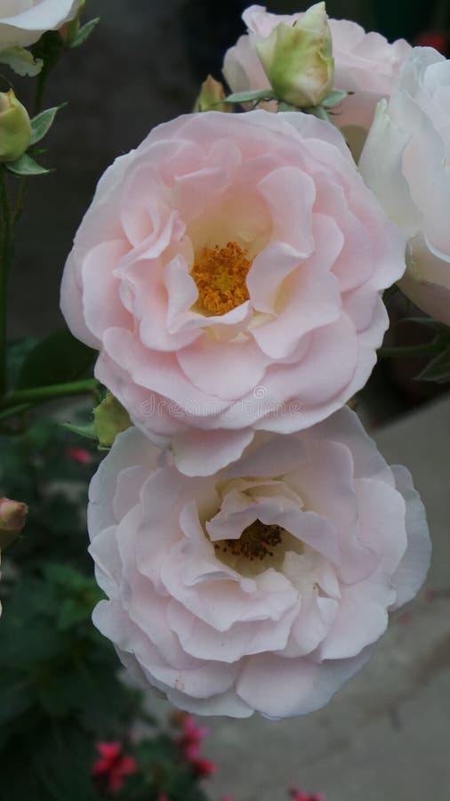 Double White Roses in the Garden Stock Photo - Image of nature, garden ...