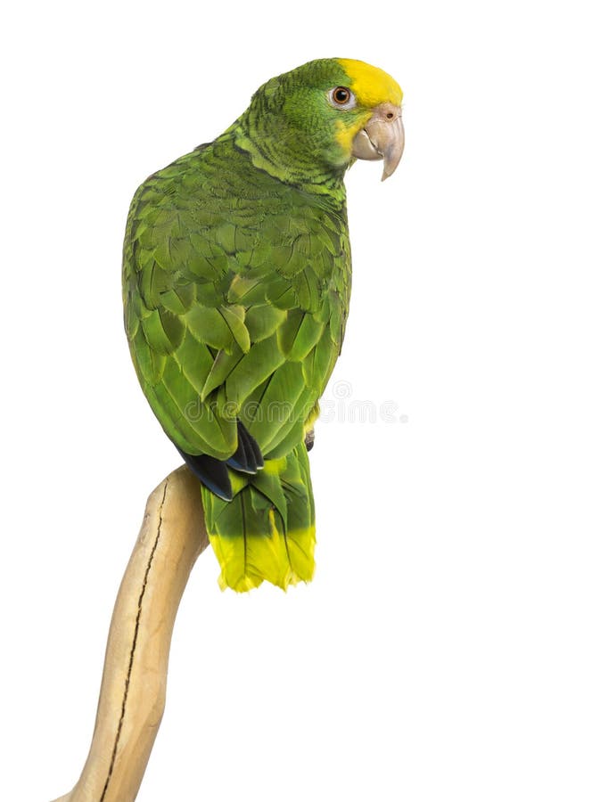 Double Yellow-headed Amazon (6 Months Old) Perched on a Branch Stock ...