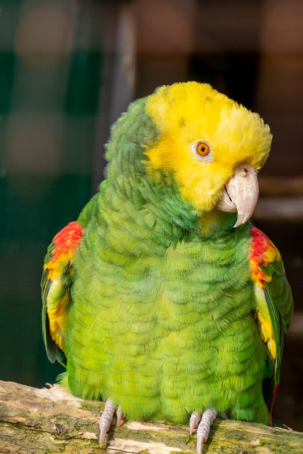 Double Yellow Amazon Parrot Stock Photos - Free & Royalty-Free Stock ...