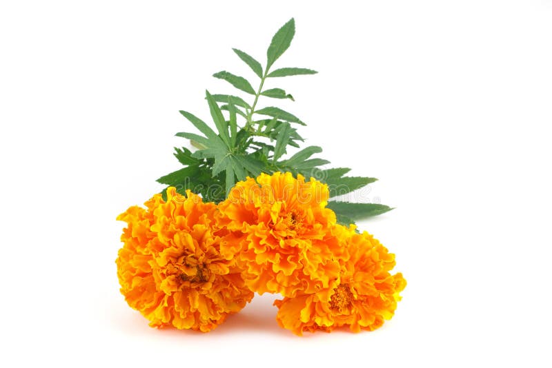 Double yellow marigolds stock photo. Image of gold, leaf - 25759674