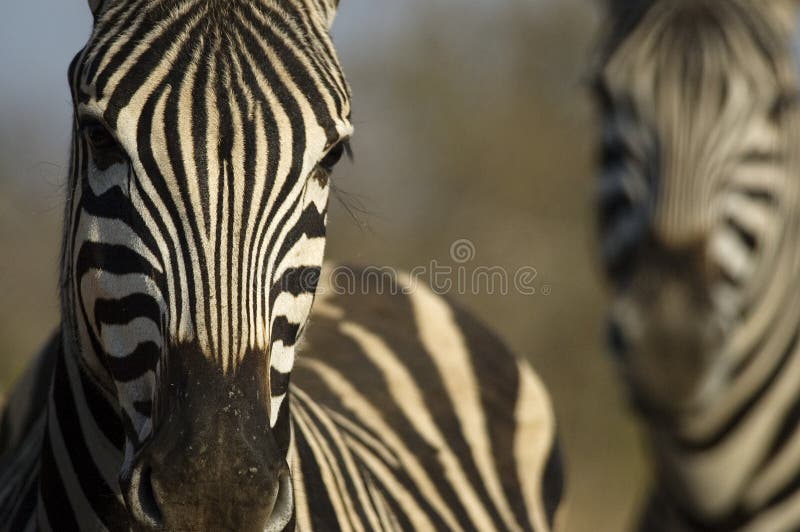 Double Zebras stock image. Image of reserve, stallion - 33701445