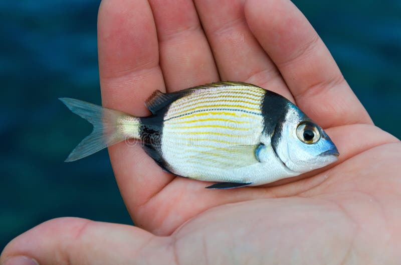 Two-banded bream stock photo. Image of fish, striped - 12625174