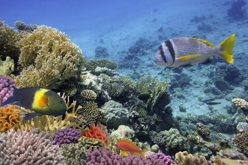 Doublebar Bream and Coral Reef Stock Photo - Image of reef, hard: 208717698