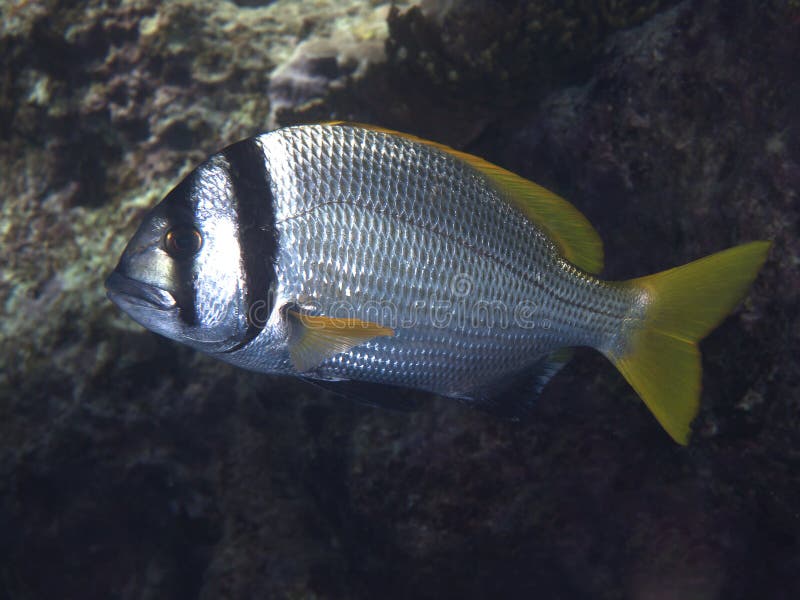 Doublebar bream stock image. Image of egypt, wildlife - 31414701