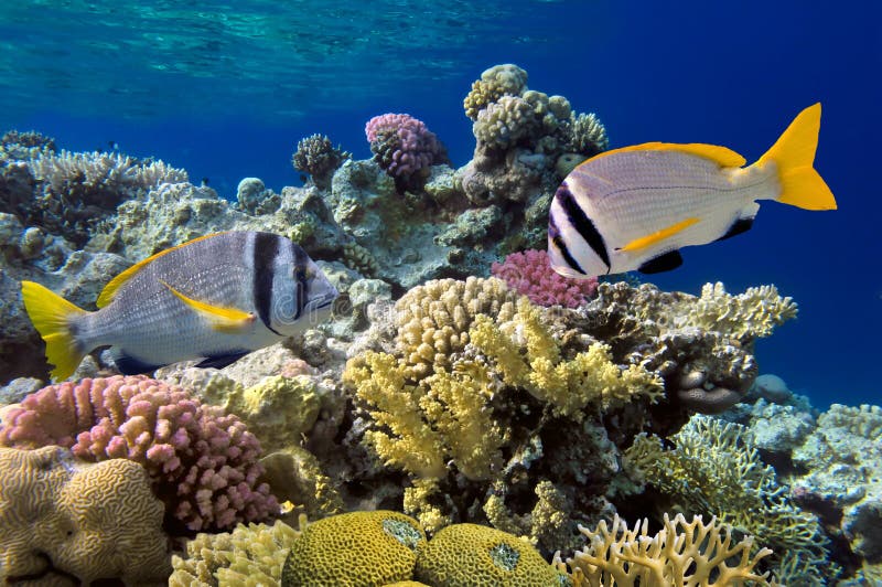 Doublebar Bream (acanthopagrus Bifasciatus) Stock Photo - Image of ...