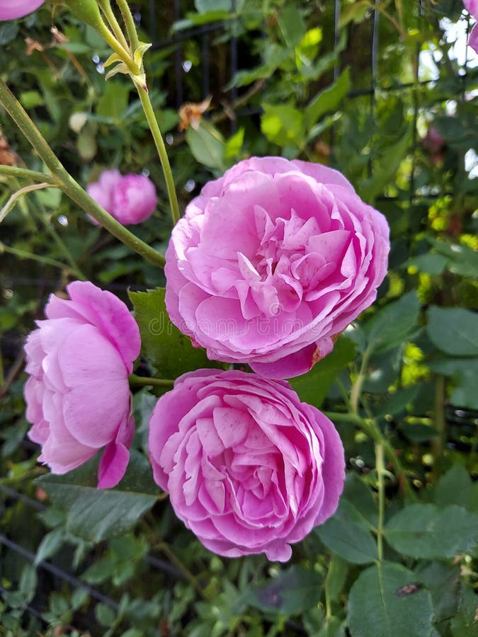 Doubleflowerd Stock Photos - Free & Royalty-Free Stock Photos from ...