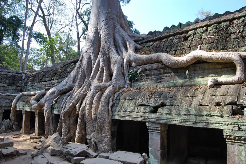 Giant Banyan Tree Roots at Ta Prohm Temple. Angkor Wat, Cambodia Stock ...