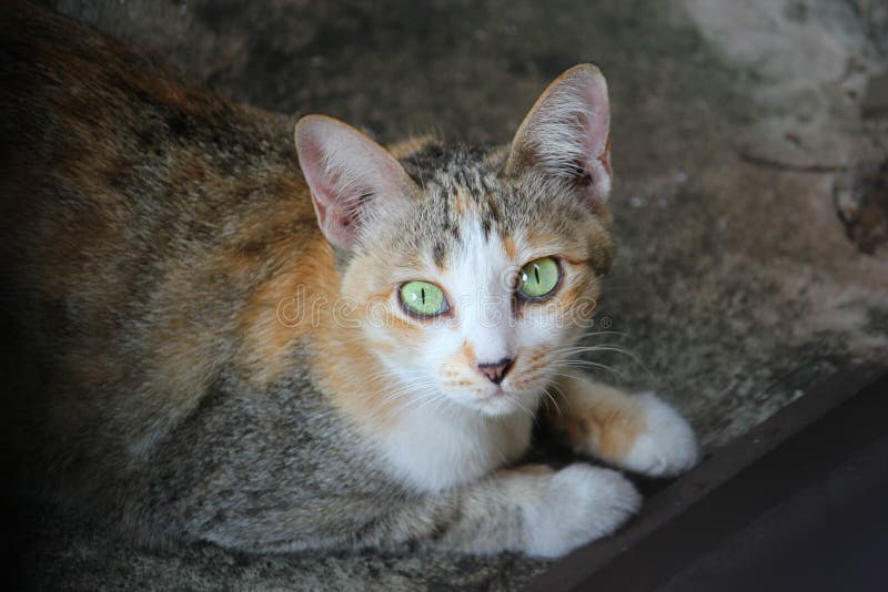 393 Doubt Cat Stock Photos - Free & Royalty-Free Stock Photos from ...