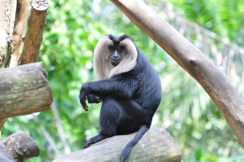Douc Langur stock photo. Image of african, kenya, tanzania - 12782550