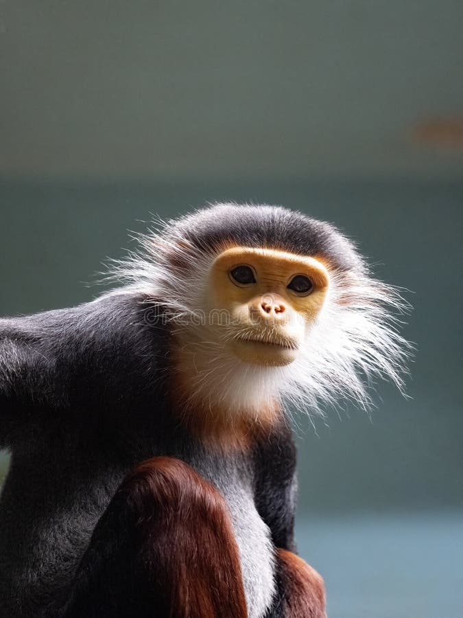 Douc Langur, Pygathrix Nemaeus, is One of the Most Beautiful Monkeys ...