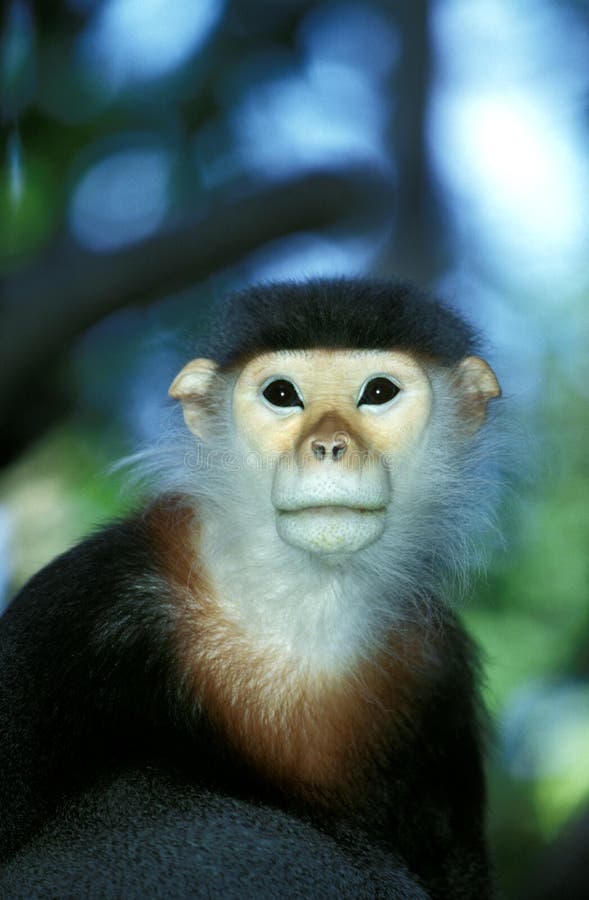 Portrait of Douc Langur Monkey Pygathrix Nemaeus Stock Photo - Image of ...