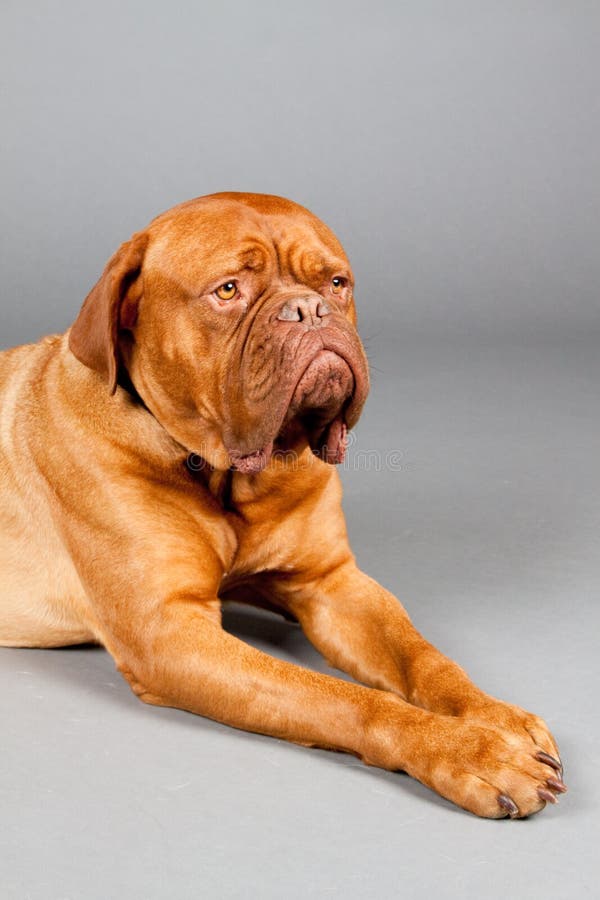 Douge de Bordeaux image stock. Image du down, expressif - 21424849