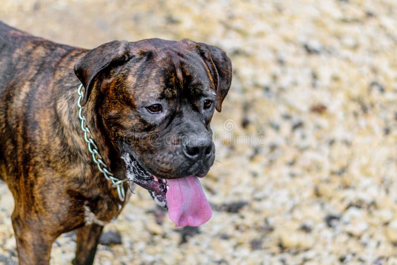 Douge de Bordeaux Dog foto de archivo. Imagen de amigo - 59178128