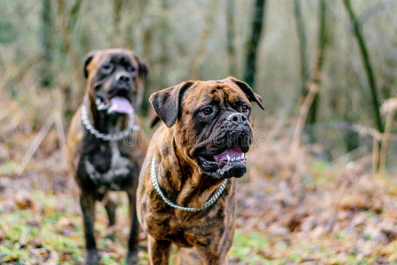 Douge de Bordeaux Dog stock image. Image of proud, french - 59177077