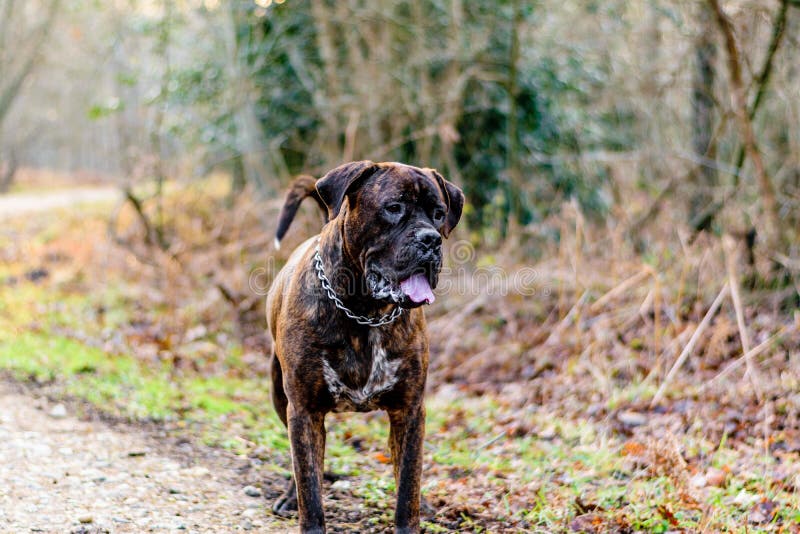 Douge de Bordeaux Dog stock image. Image of brown, black - 59178103