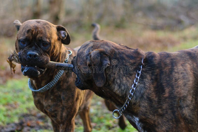 Douge de Bordeaux Dog stock image. Image of sunbathing - 59177141