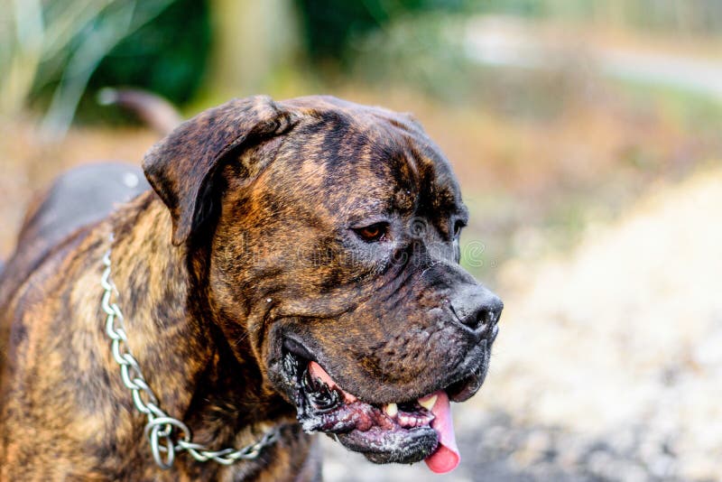 Douge de Bordeaux Dog stock image. Image of proud, french - 59177077