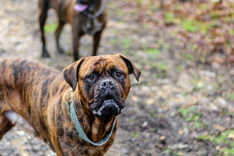 Douge de Bordeaux Dog stock photo. Image of domestic - 59177484