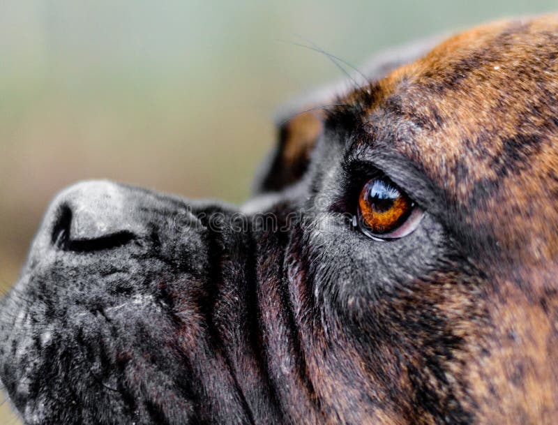 Douge de Bordeaux Dog stock image. Image of canine, summer - 59177787