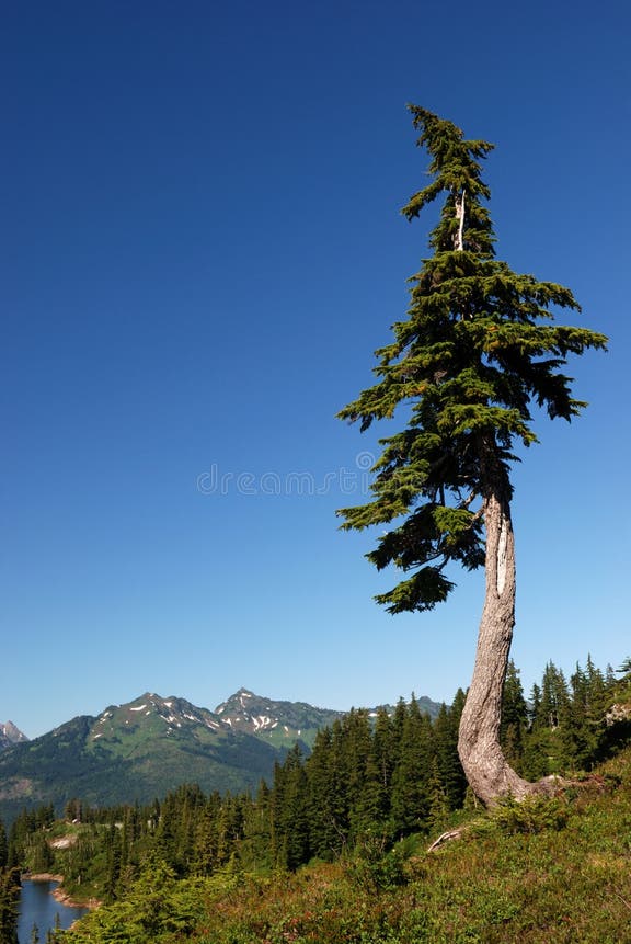 Douglas fir tree stock image. Image of conifer, natural - 2863963