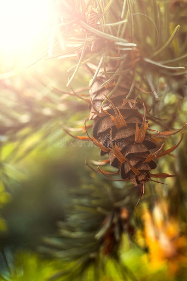 Douglas Fir Tree Branch with Cones on Autumn. Closeup Stock Photo ...