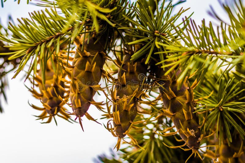 Douglas Fir Tree Branch with Cones on Autumn. Closeup Stock Image ...