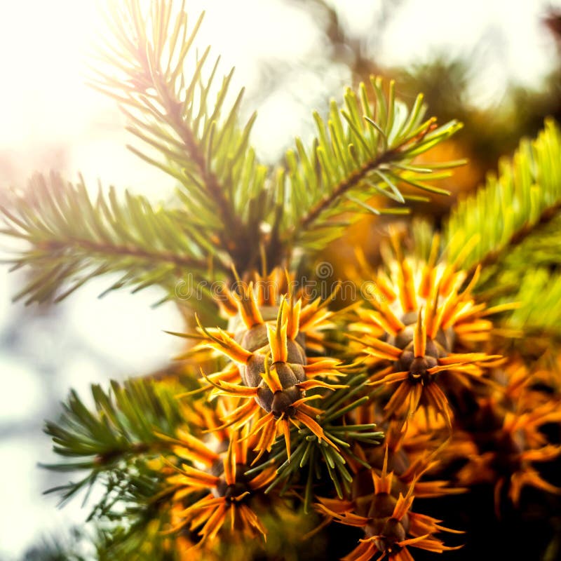 Douglas Fir Tree Branch with Cones on Autumn. Closeup. Stock Photo ...