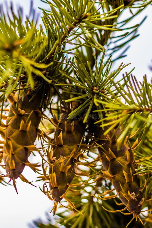 Douglas Fir Tree Branch with Cones on Autumn. Closeup. Stock Photo ...