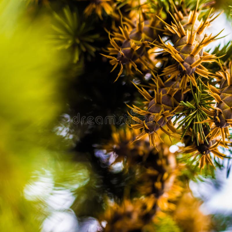 Douglas Fir Tree Branch with Cones on Autumn. Closeup Stock Image ...