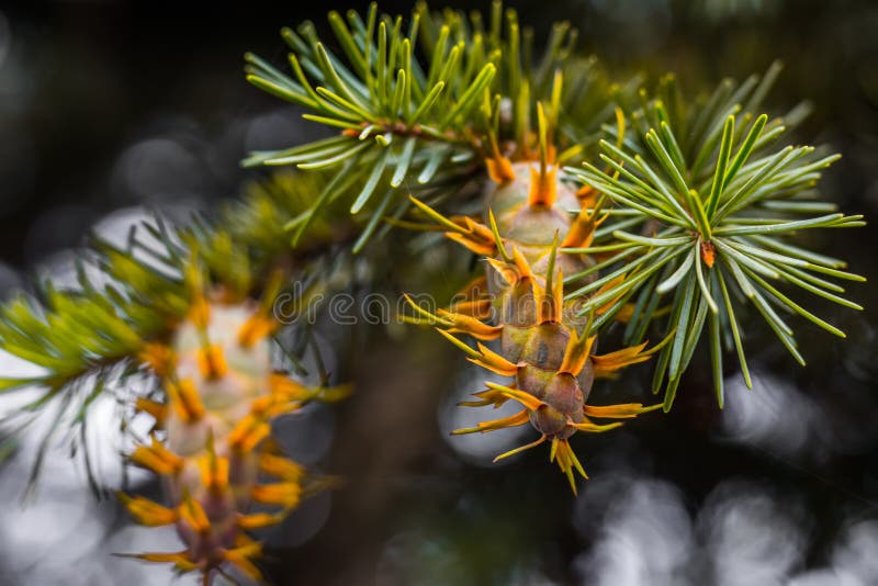 Douglas Fir Tree Branch with Cones on Autumn. Closeup Stock Image ...