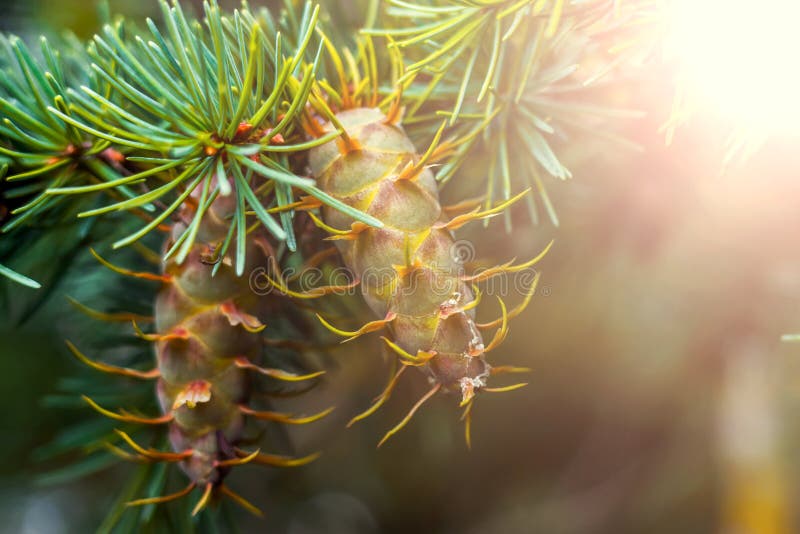 Douglas Fir Tree Branch with Cones on Autumn. Closeup Stock Photo ...