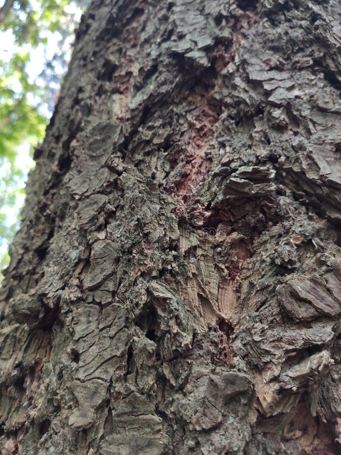 Douglas hard bark stock image. Image of tree, forest - 183969849