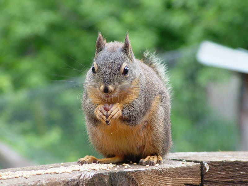 Douglas Squirrel stock photo. Image of native, british - 3555332