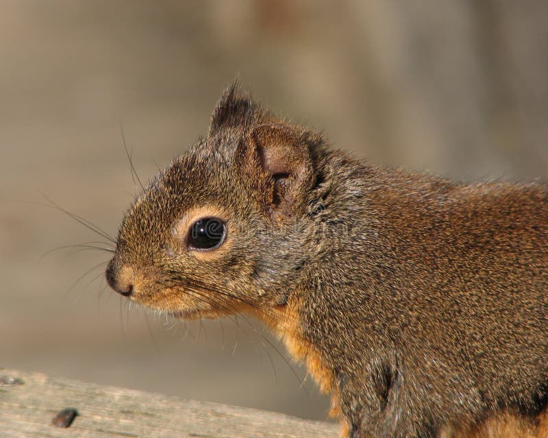Douglas squirrel stock image. Image of reddish, animal - 3676839
