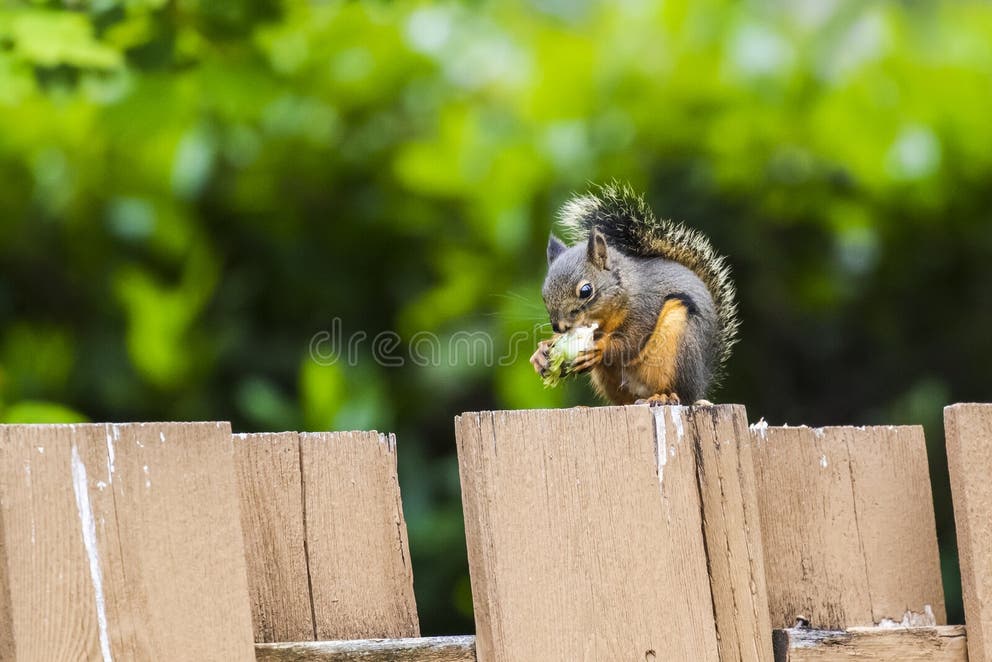 Douglas Squirrel Play and Eating on Backyard Stock Image - Image of ...